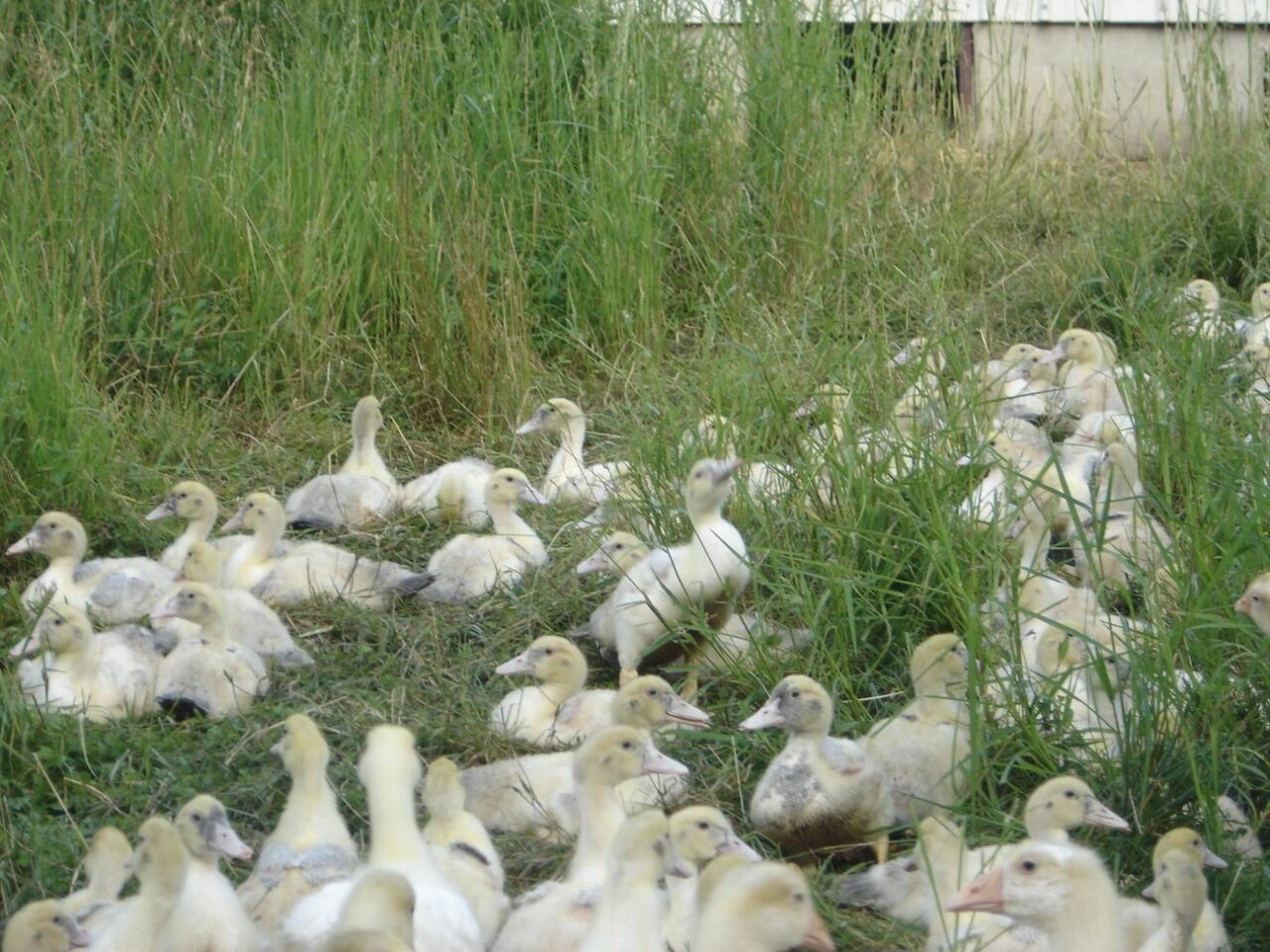 Les Canards | La ferme de Chayrou